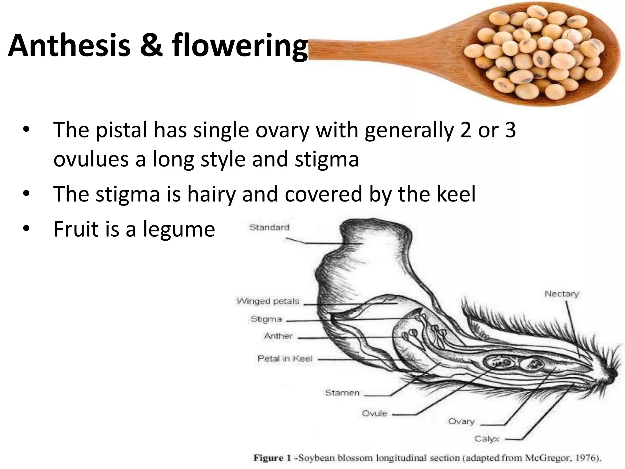 Soyabean ppt 3 | PPTX