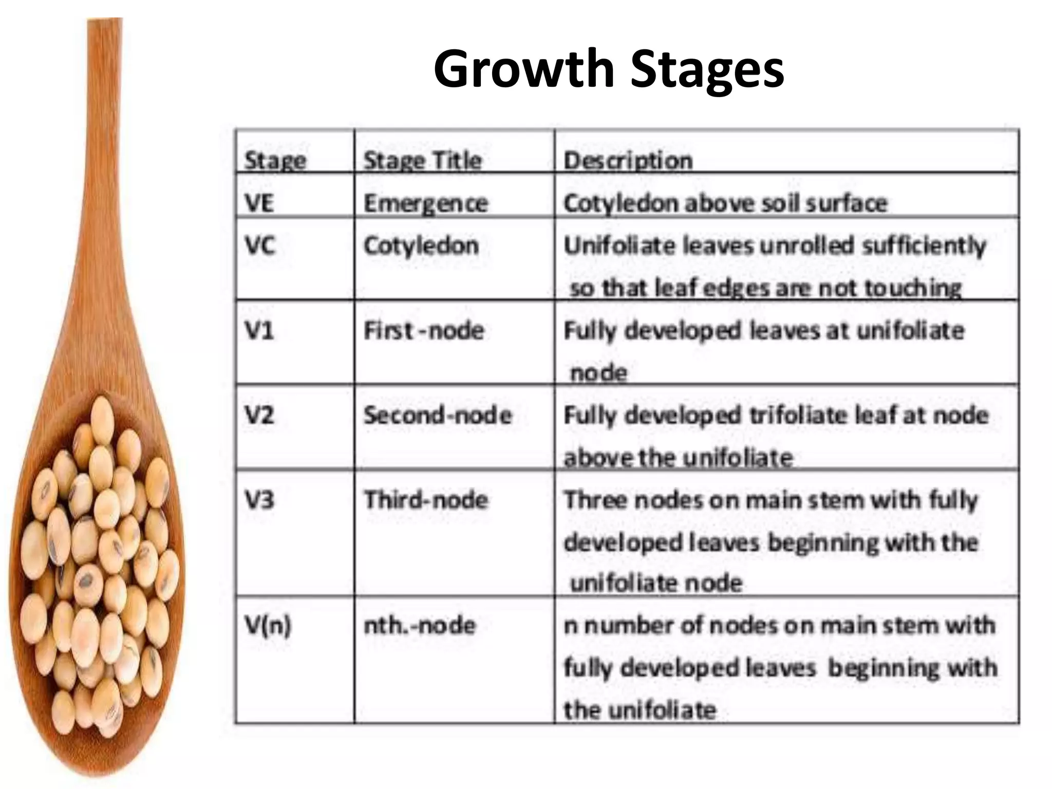 Soyabean ppt 3 | PPTX