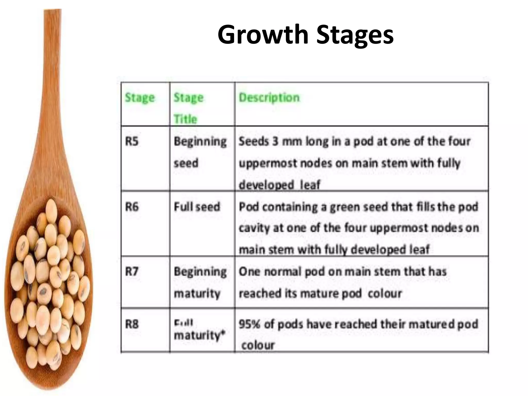 Soyabean ppt 3 | PPTX