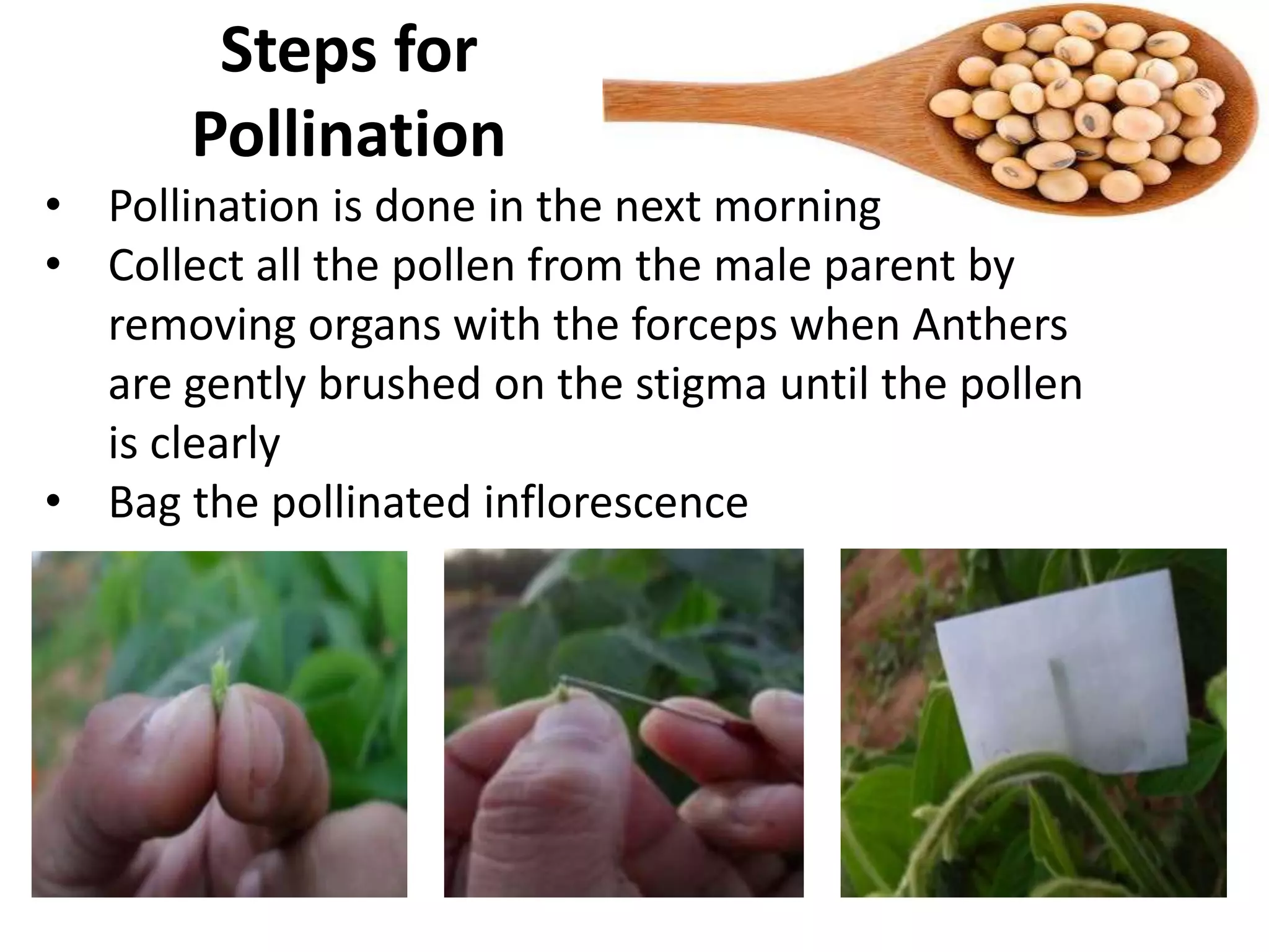 Soyabean ppt 3 | PPTX