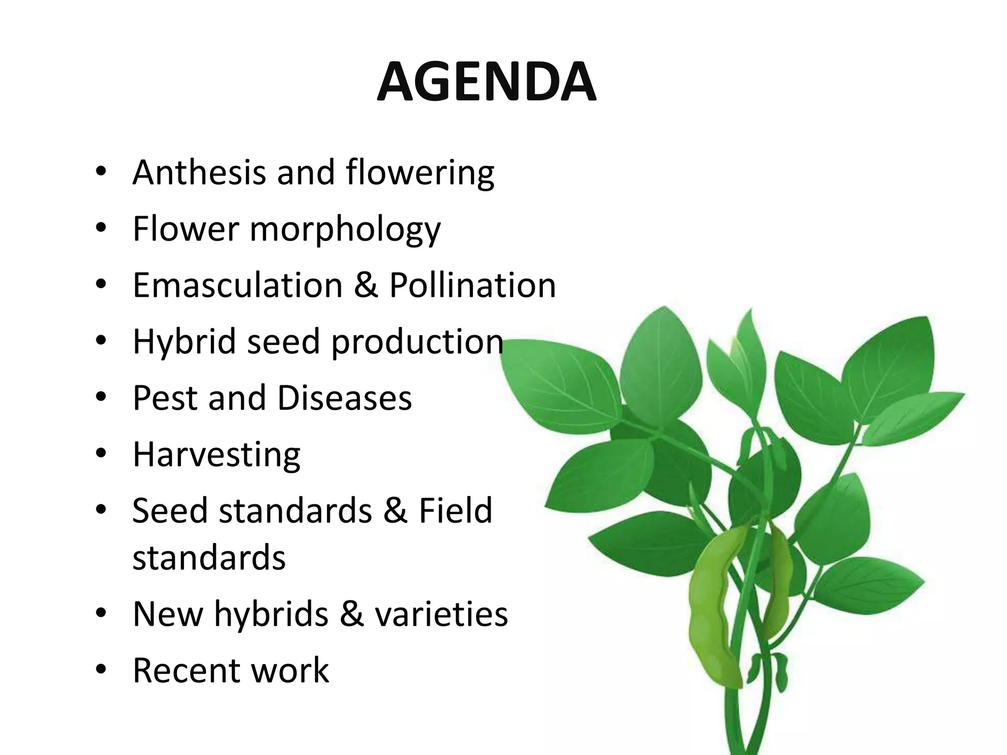 Soyabean ppt 3 | PPTX