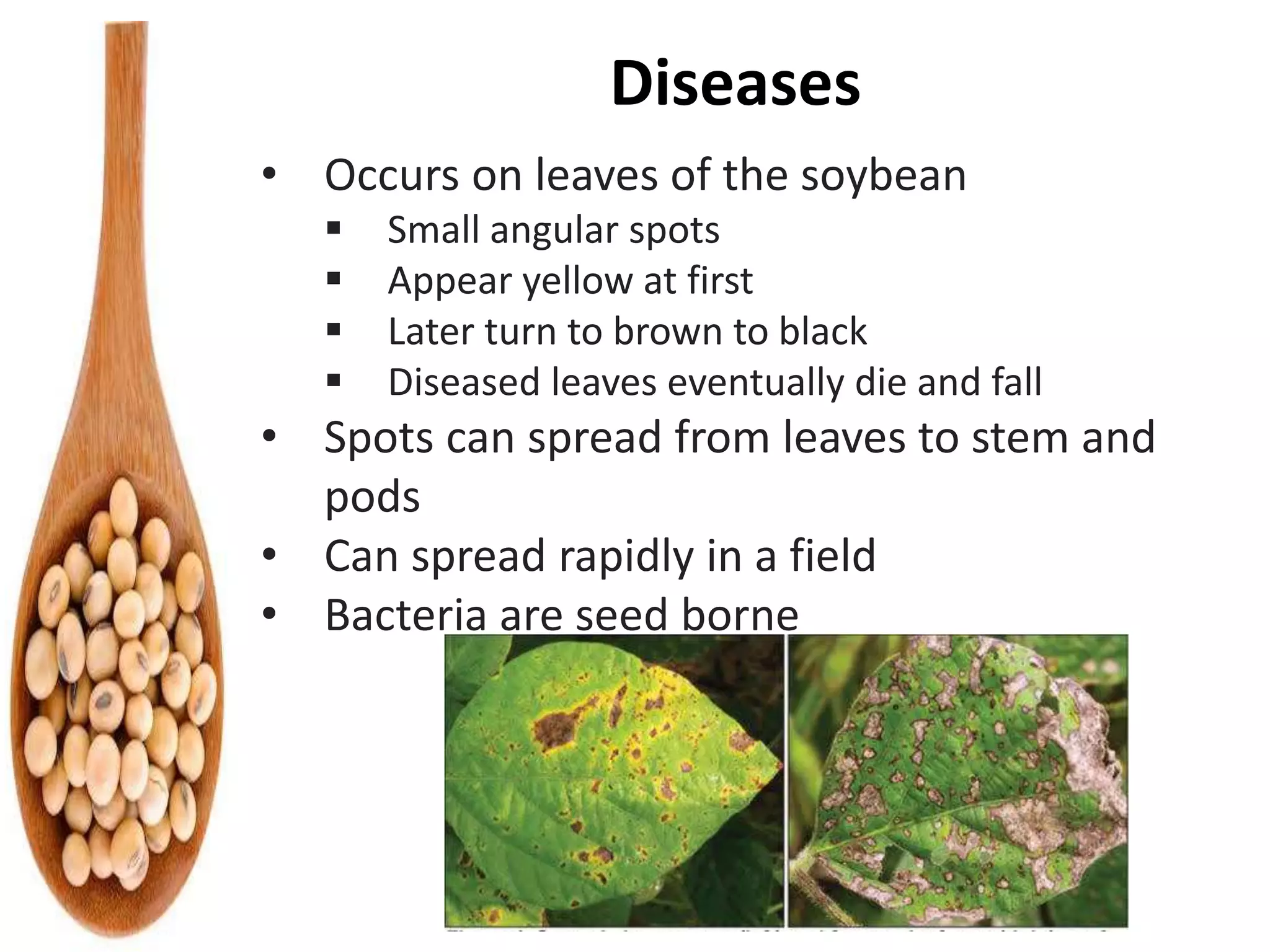 Soyabean ppt 3 | PPTX
