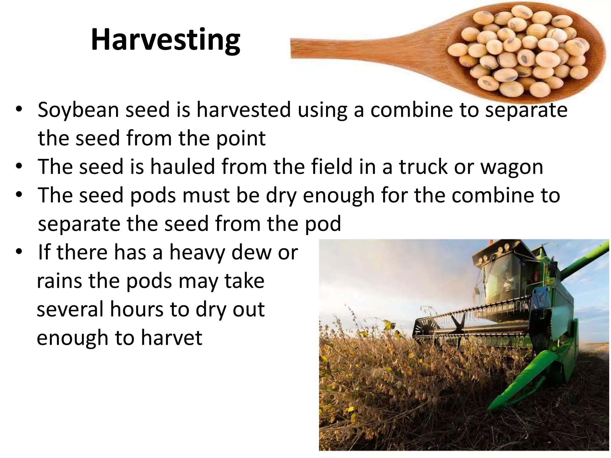 Soyabean ppt 3 | PPTX