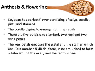 Soyabean ppt 3 | PPTX