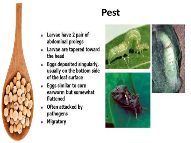 Soyabean ppt 3 | PPTX | Agriculture | Industries