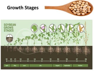 Soybean Growth Stages Timeline