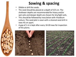 the soyeans varieties production&challenges | PPTX