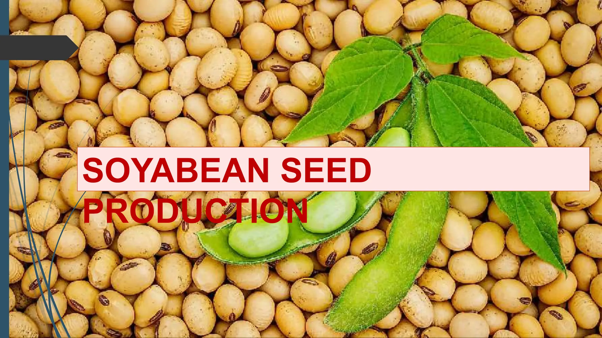 Soyabean Seed production and floral biology.pptx