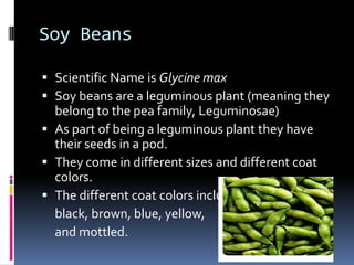 Soy bean | PPTX