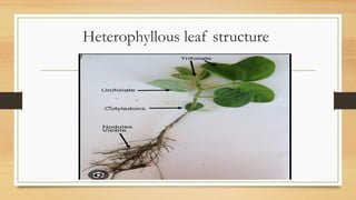 Crop production tecnology for soyabean .pptx