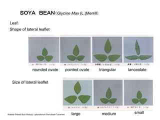 Soy bean char(MAEDA).ppt