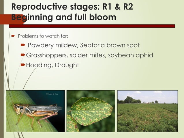 Soybeans Growths and Developmentsnt.pptx