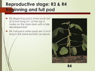 Soybeans Growths and Developmentsnt.pptx