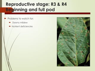 Soybeans Growths and Developmentsnt.pptx