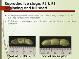 Soybeans Growths and Developmentsnt.pptx