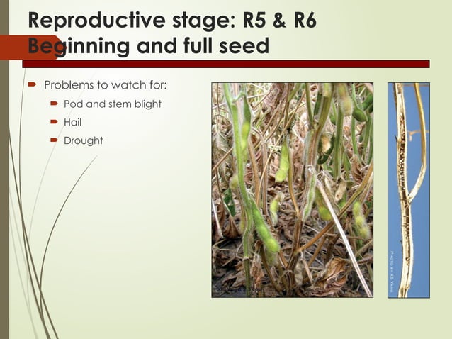 Soybeans Growths and Developmentsnt.pptx