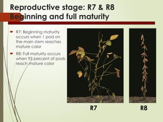 Soybeans Growths and Developmentsnt.pptx