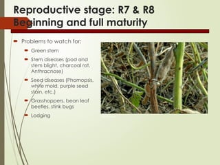 Soybeans Growths and Developmentsnt.pptx