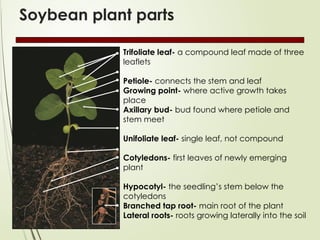 Soybeans Growths and Developmentsnt.pptx