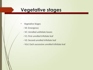 Soybeans Growths and Developmentsnt.pptx
