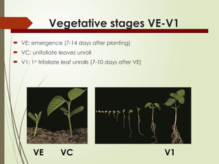 Soybeans Growths and Developmentsnt.pptx