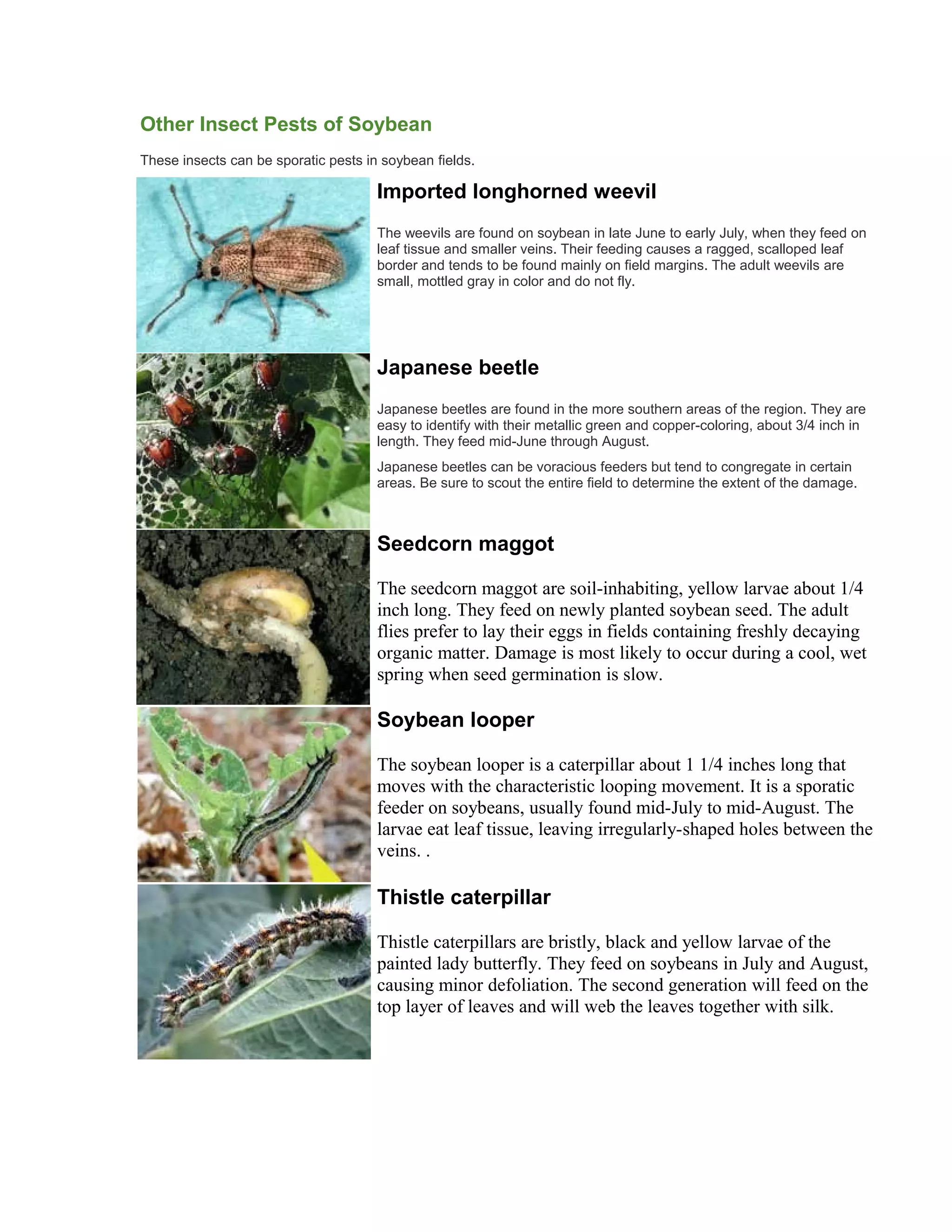 Soybean insects | DOC