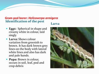 Soybean insects Soybean crop disorders A Lecture By Mr Allah Dad Khan ...