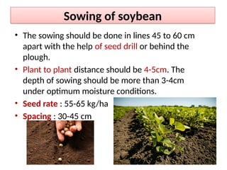 soybean seed production ( introduction).pptx