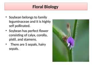 soybean seed production ( introduction).pptx