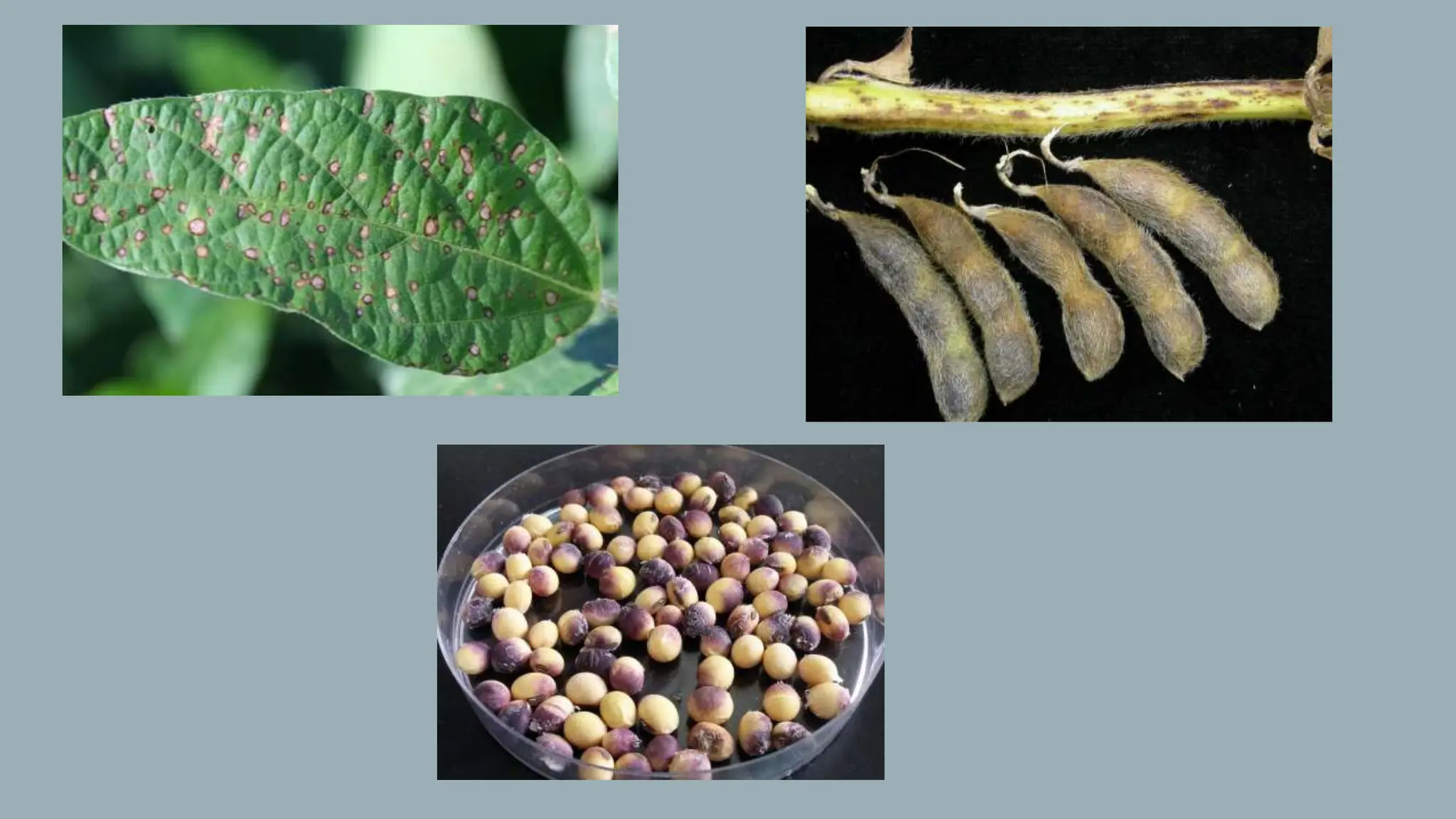 soybean crop ppt by suraj Bhatkariya.pptx