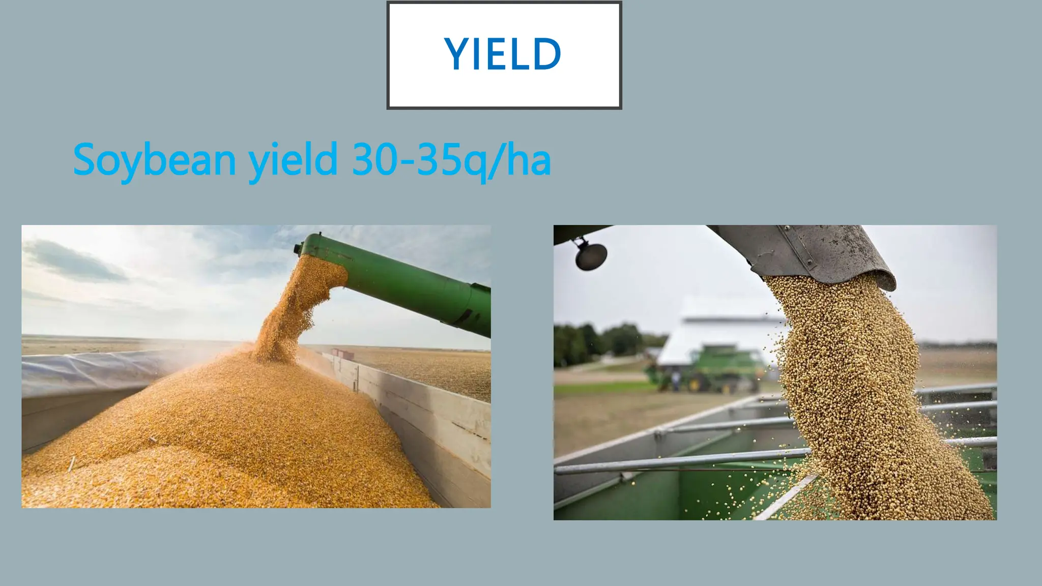 soybean crop ppt by suraj Bhatkariya.pptx