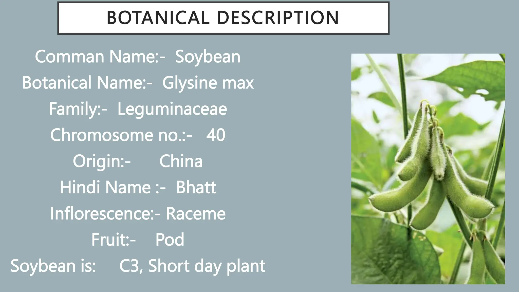 soybean crop ppt by suraj Bhatkariya.pptx