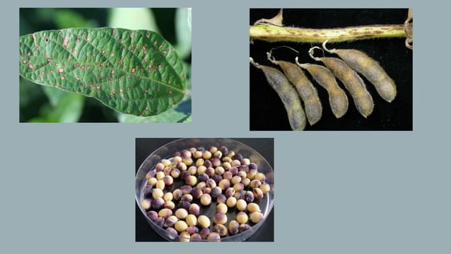 soybean crop ppt by suraj Bhatkariya.pptx