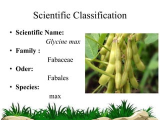 Soybean production technology saad | PPTX