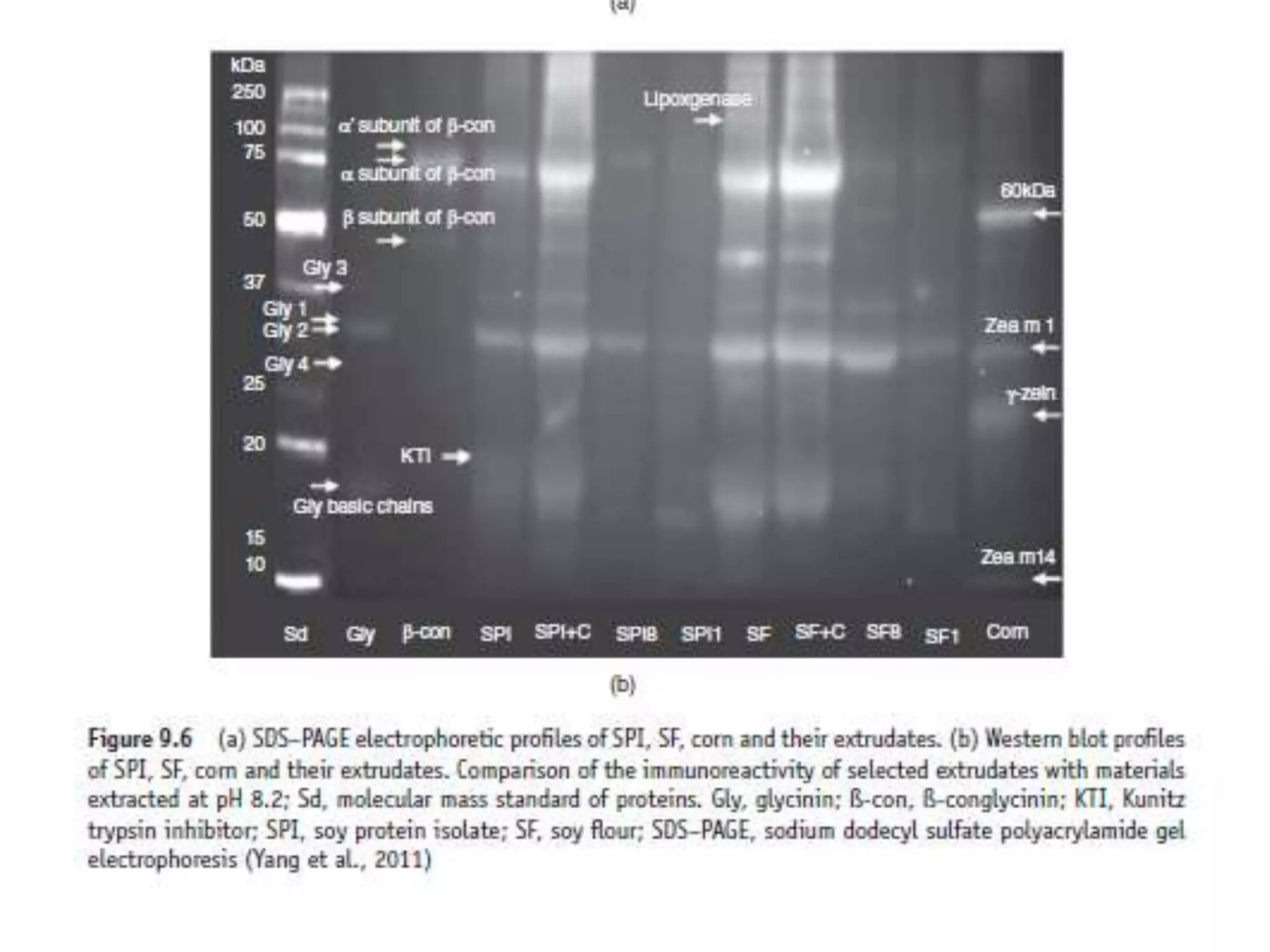 Soybean proteins | PPTX