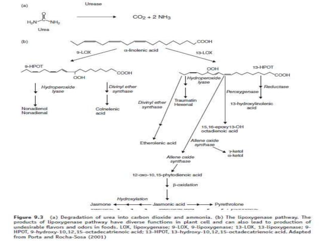 Soybean proteins | PPTX