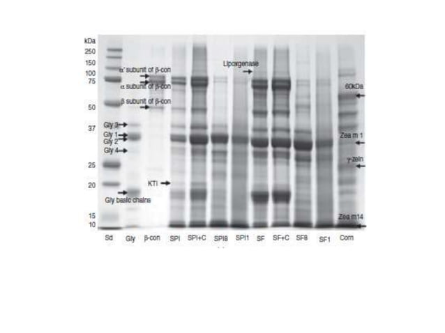 Soybean proteins | PPTX