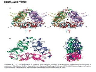 Soybean Protein Structure