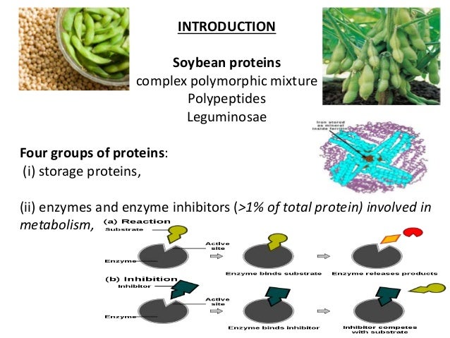 Soybean proteins
