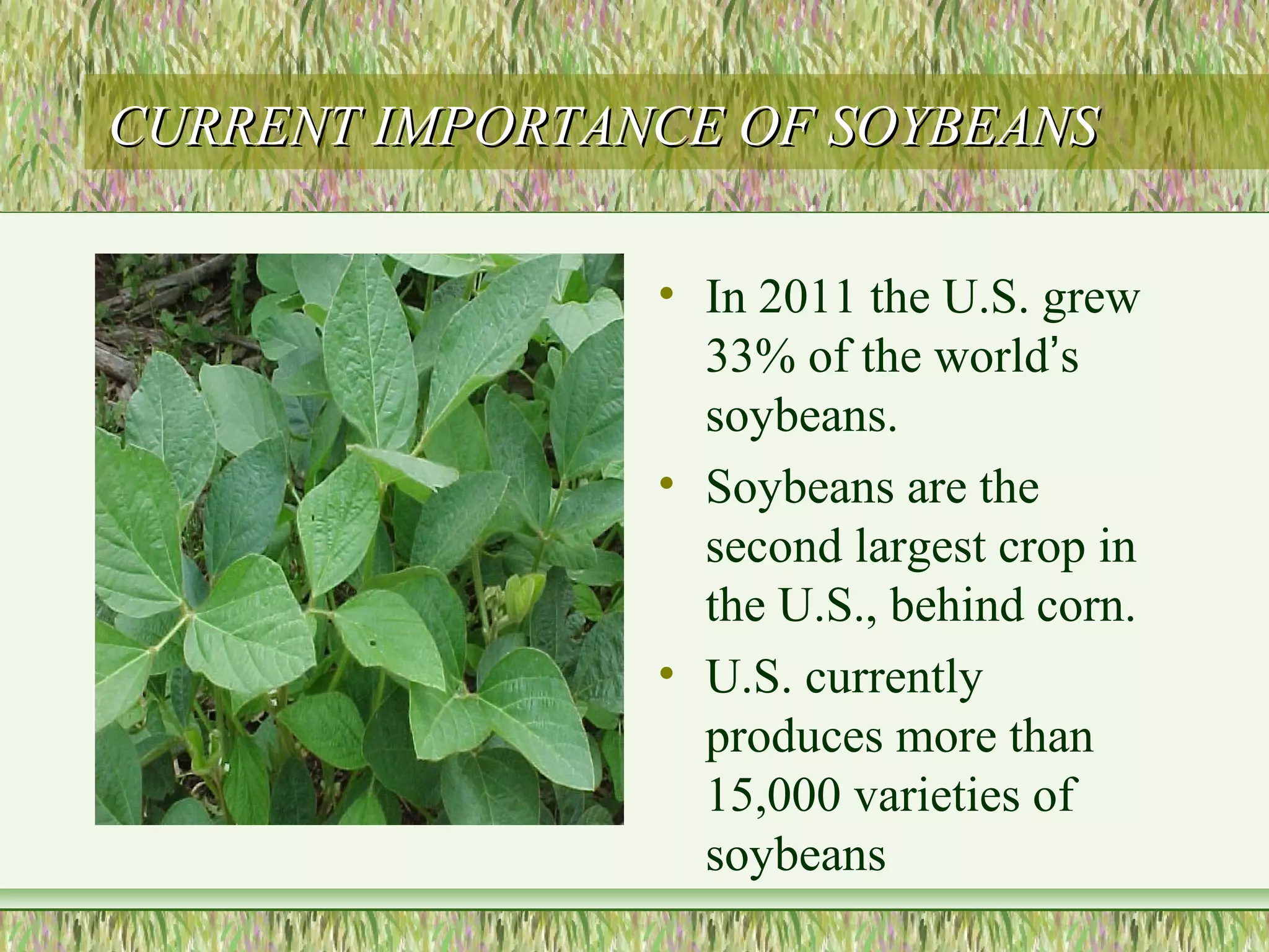 Soybeans | PPT
