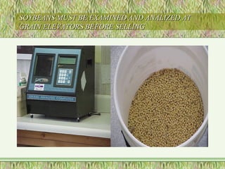 Soybeans | PPT