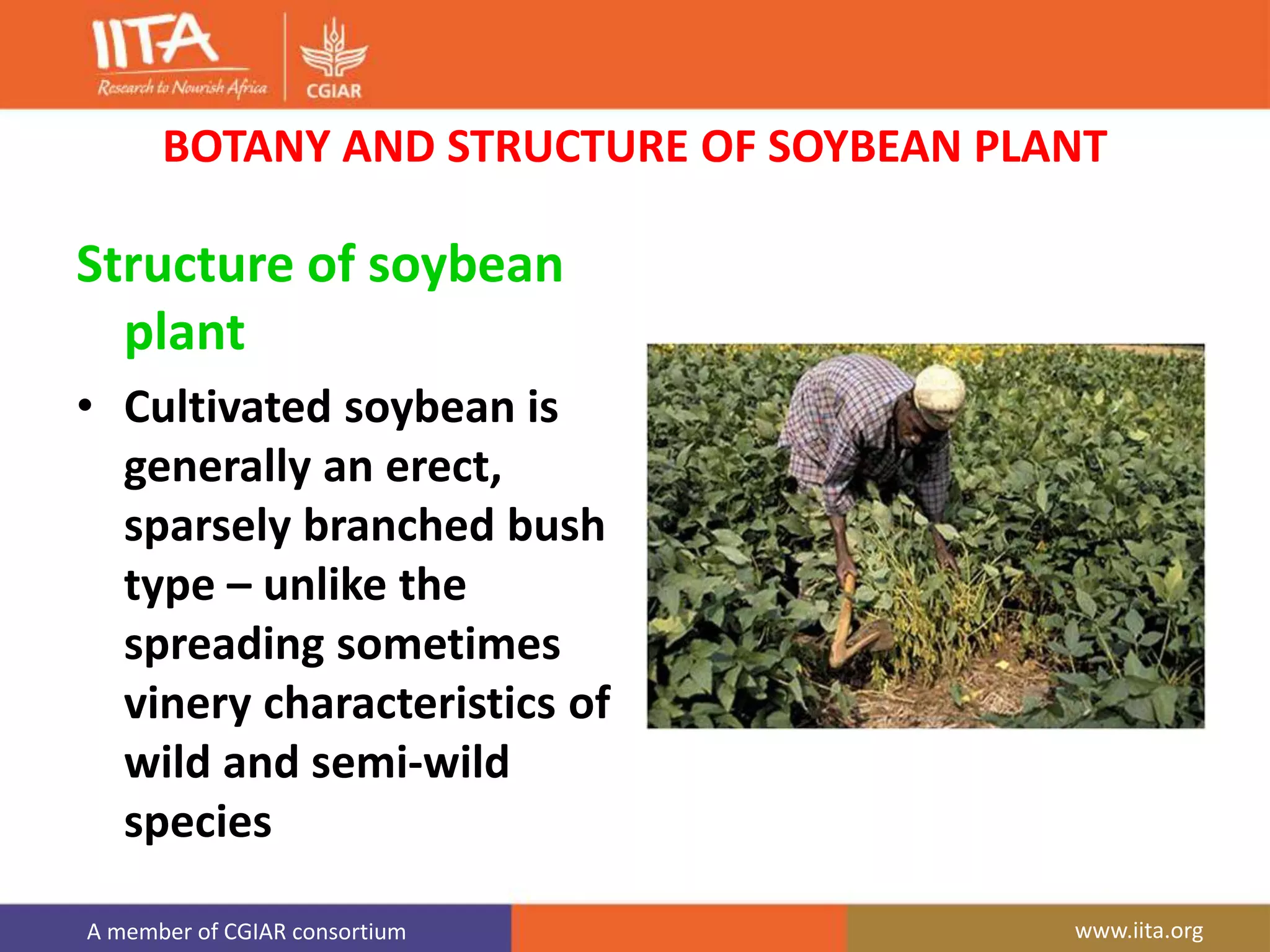 Morphology and Physiology of Soybean | PPTX