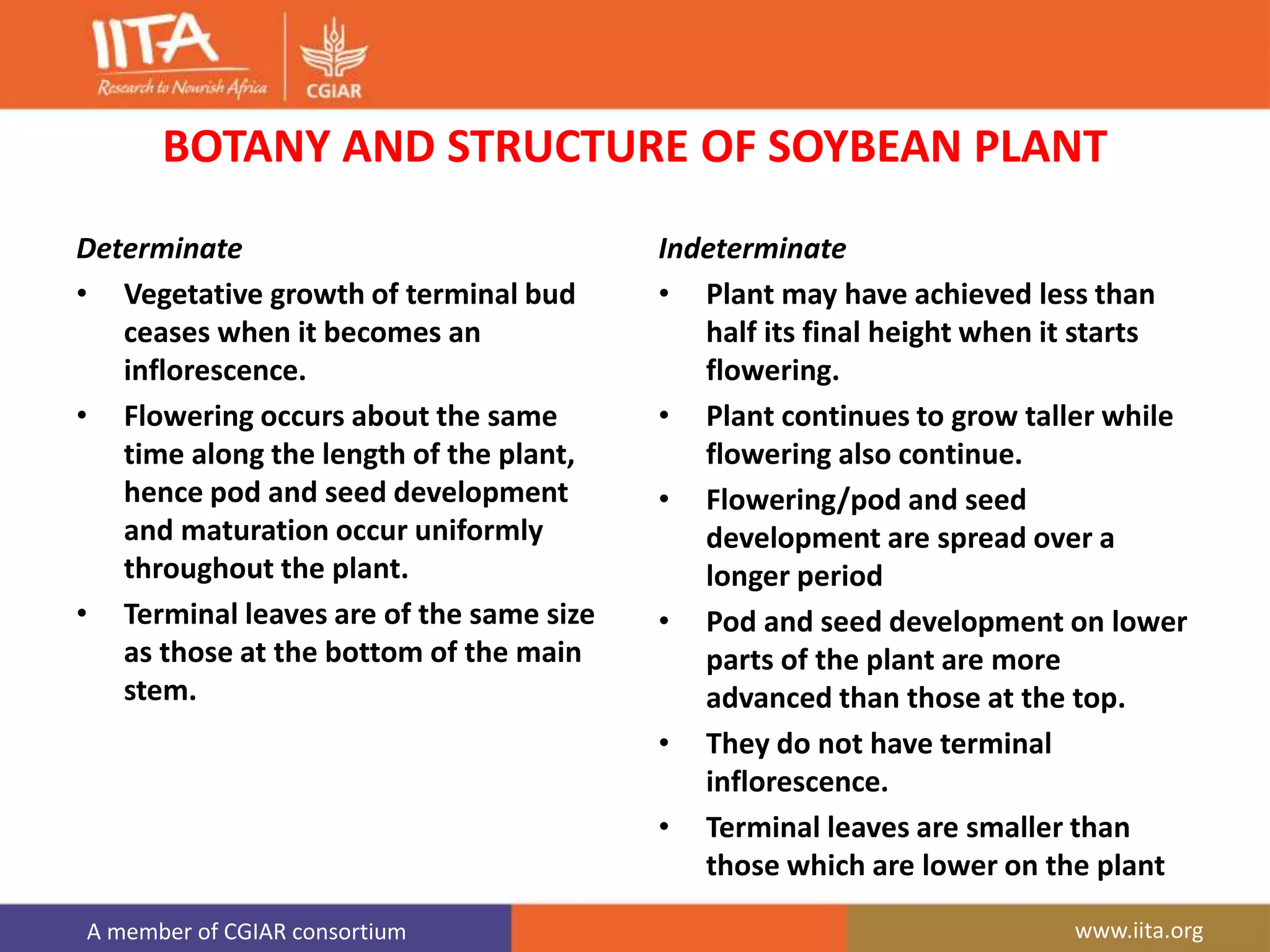 Morphology and Physiology of Soybean | PPTX