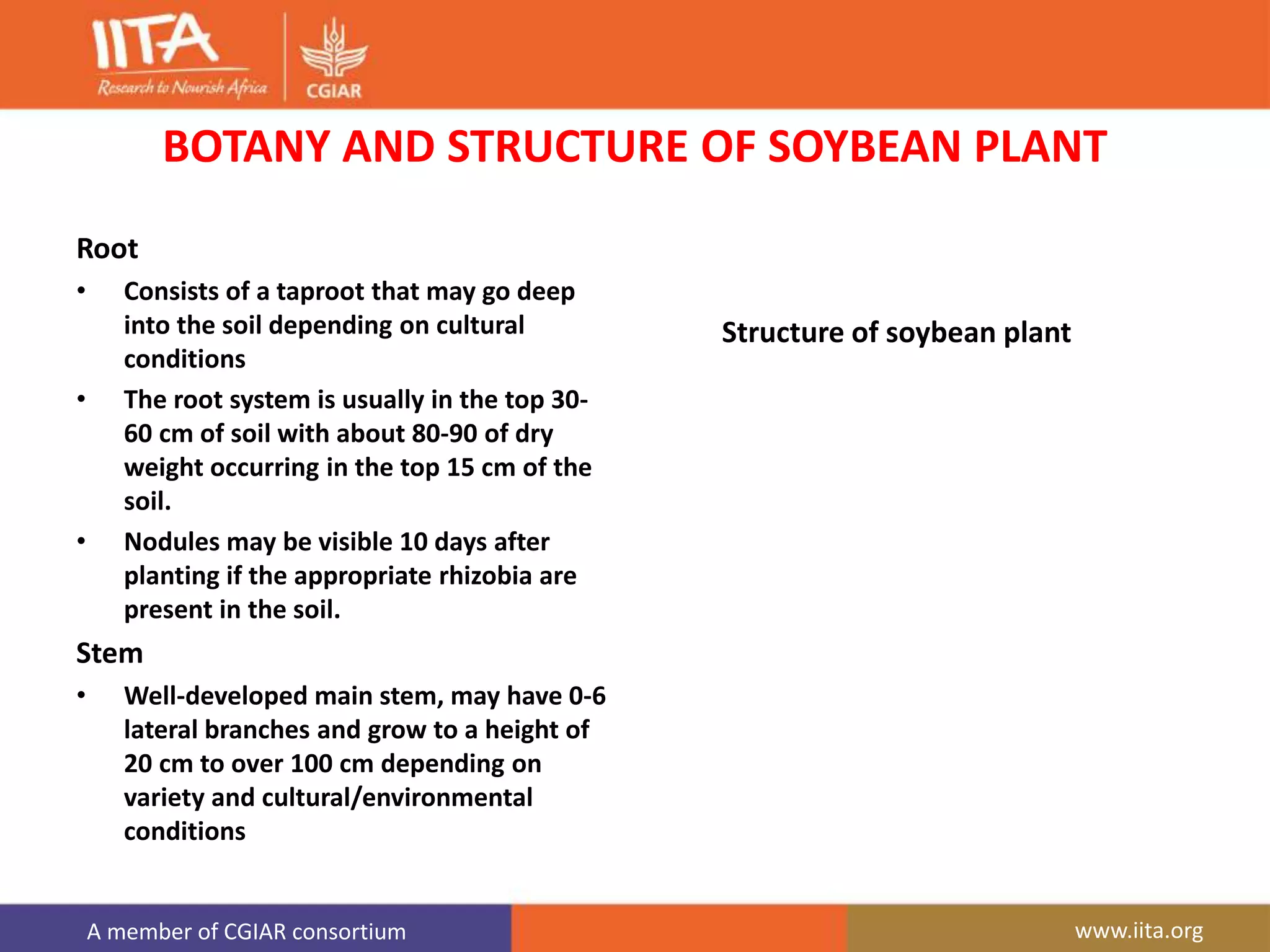 Morphology and Physiology of Soybean | PPTX