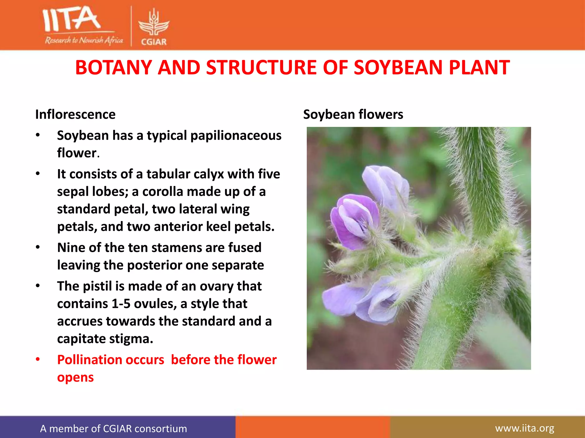 Morphology and Physiology of Soybean | PPTX