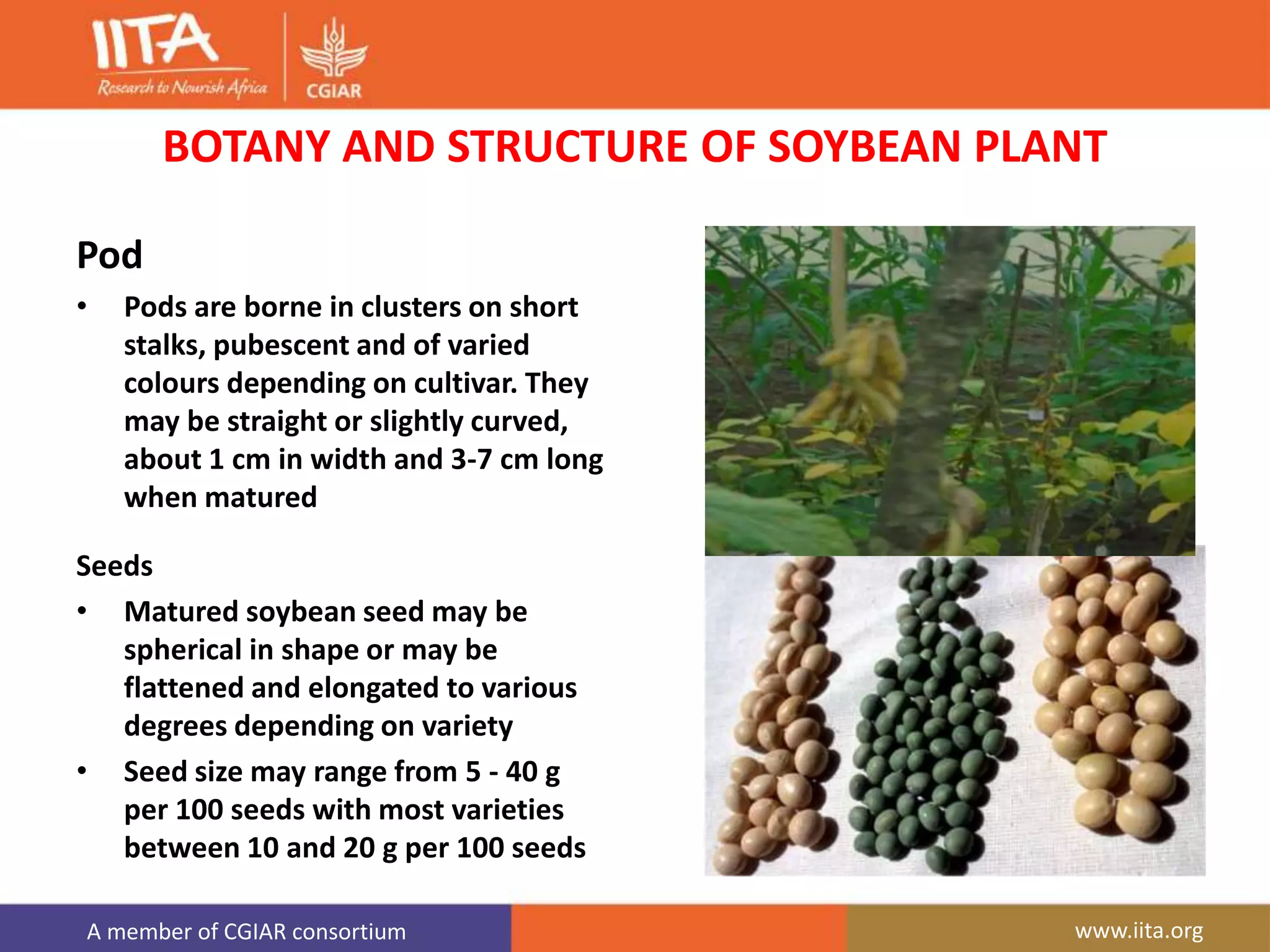 Morphology and Physiology of Soybean | PPTX