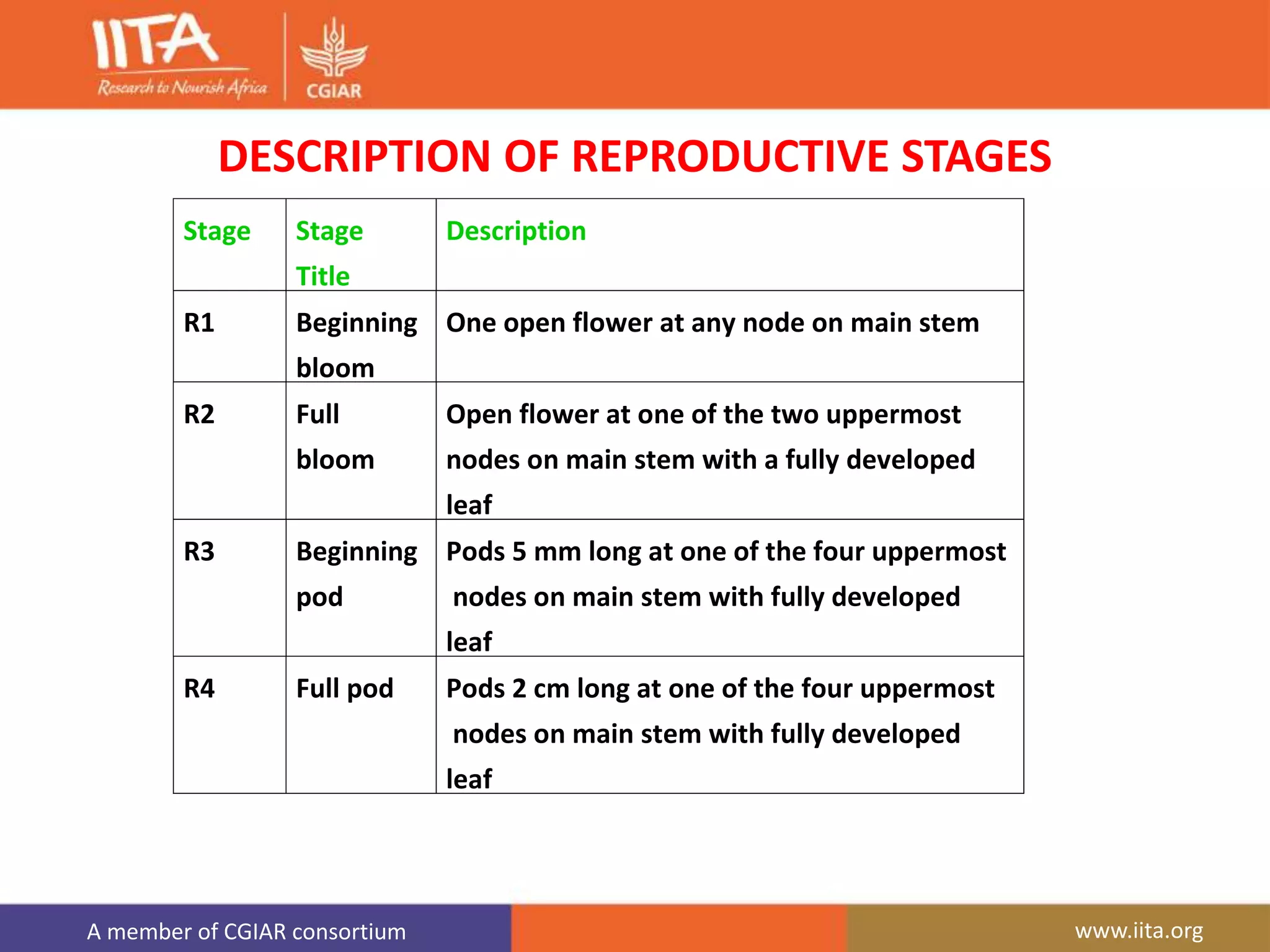 Morphology and Physiology of Soybean | PPTX