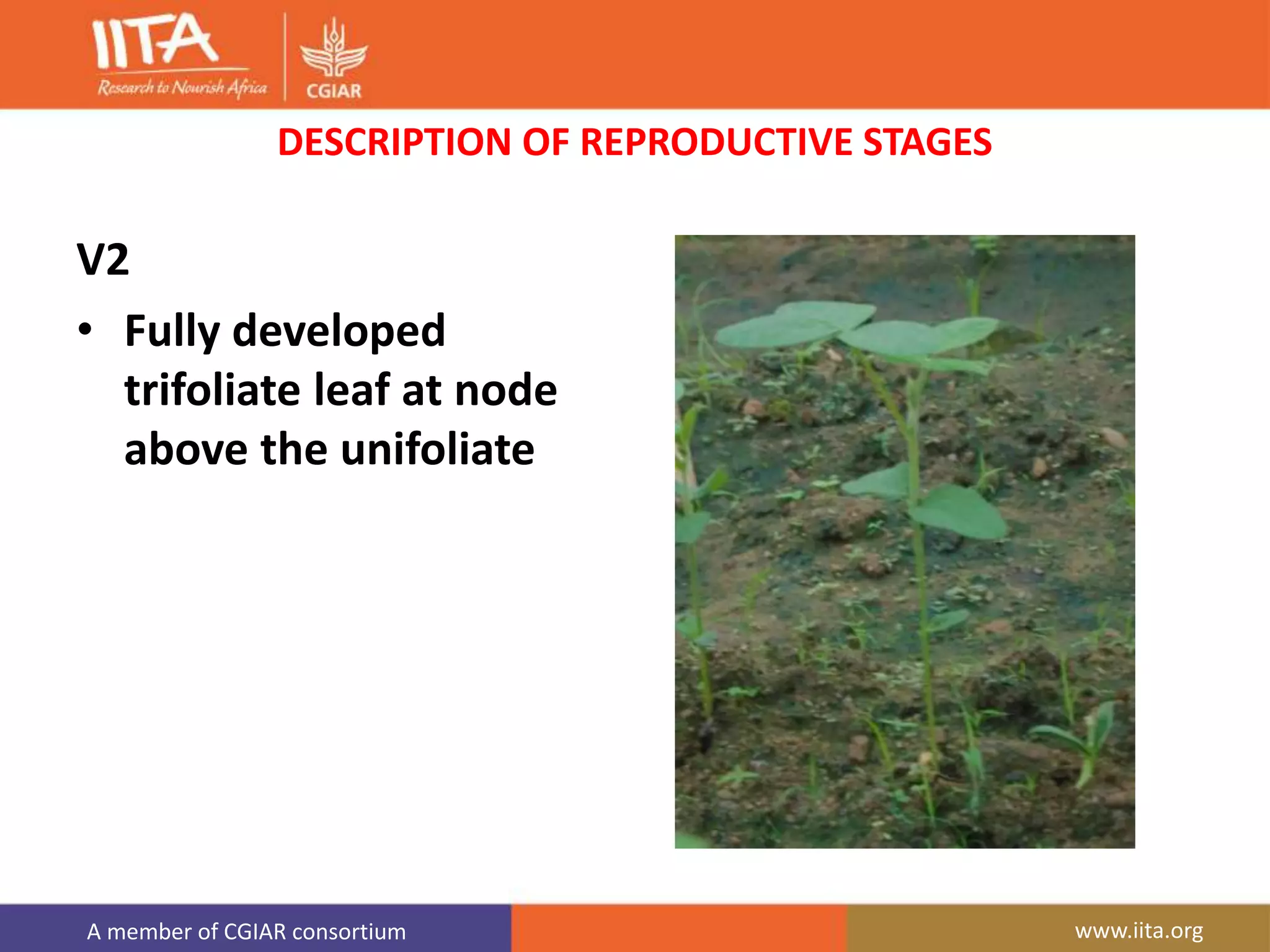 Morphology and Physiology of Soybean | PPTX