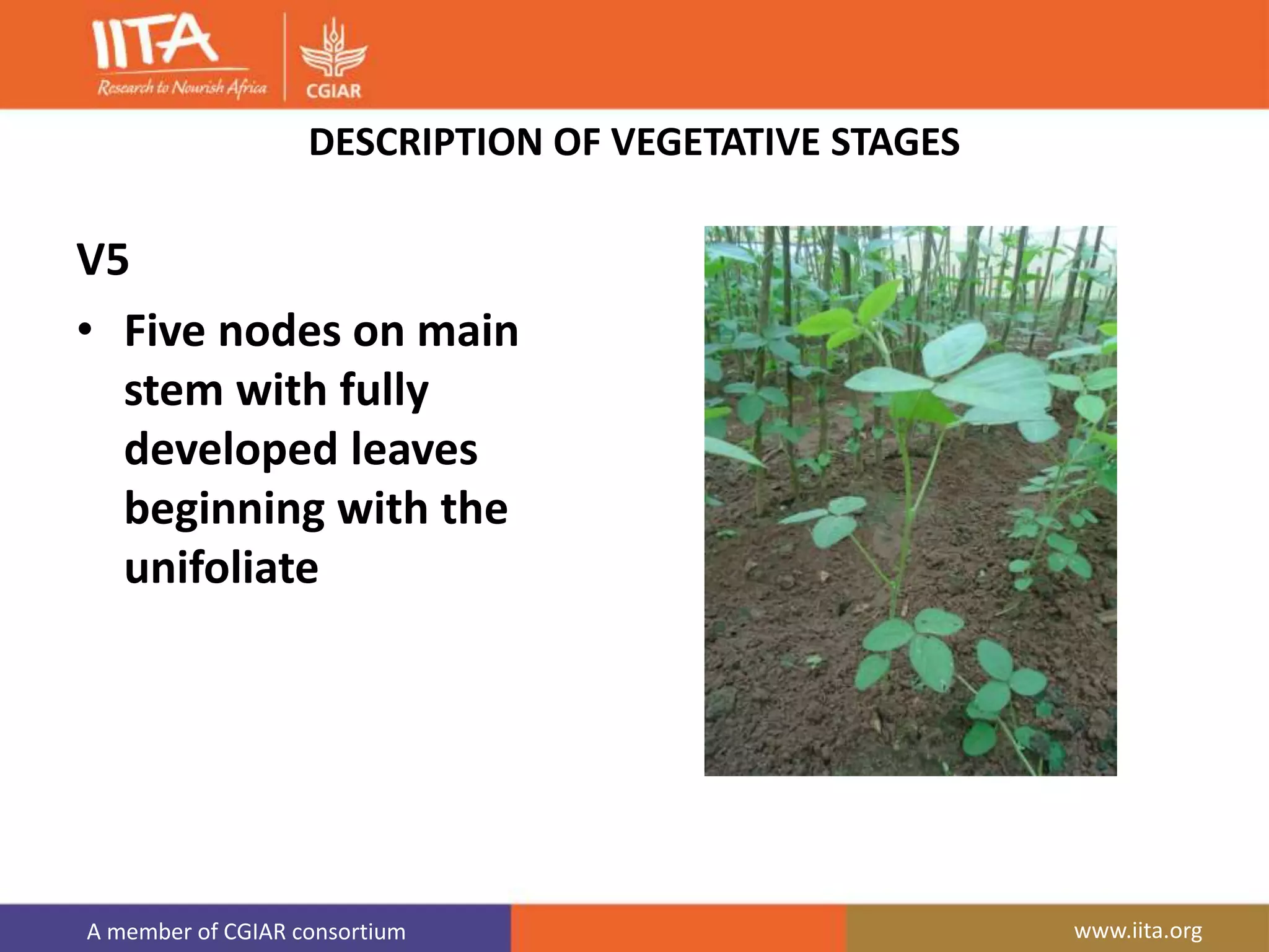 Morphology and Physiology of Soybean | PPTX