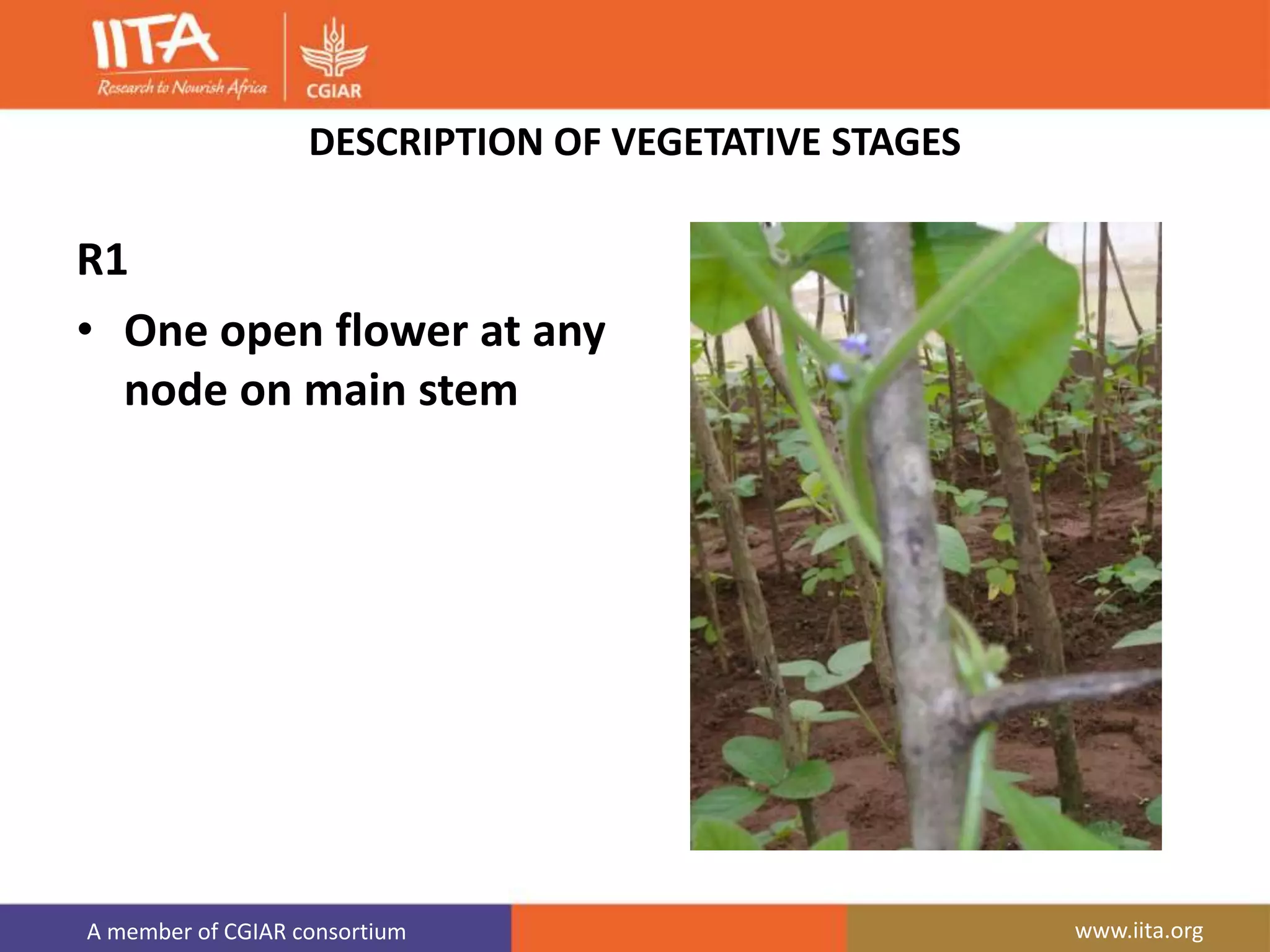 Morphology and Physiology of Soybean | PPTX